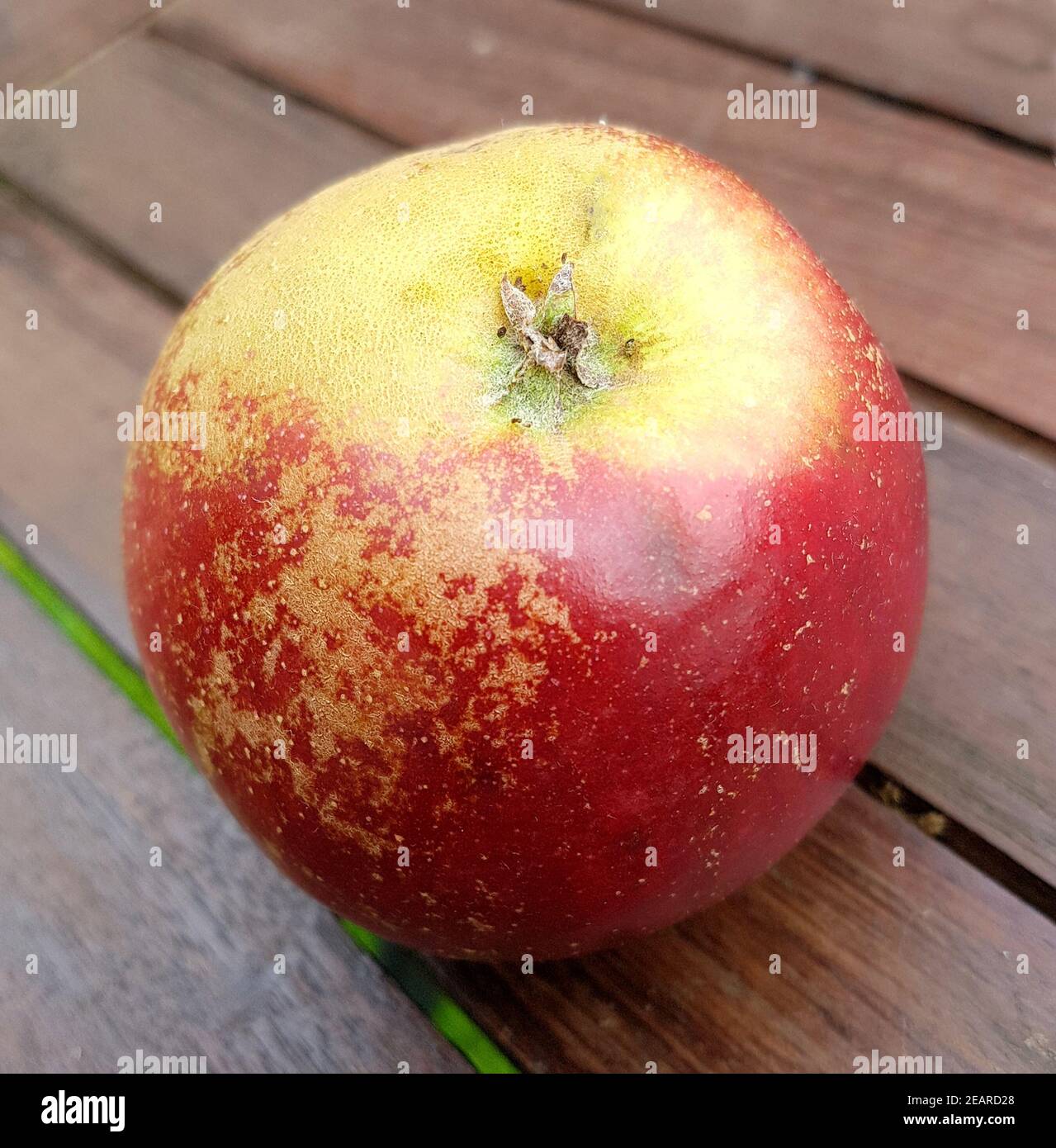 Hadelner rotfranche hi-res stock photography and images - Alamy