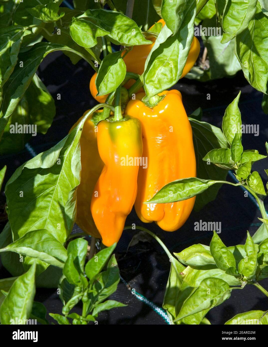 Paprikaschoten hi-res stock photography and images - Alamy