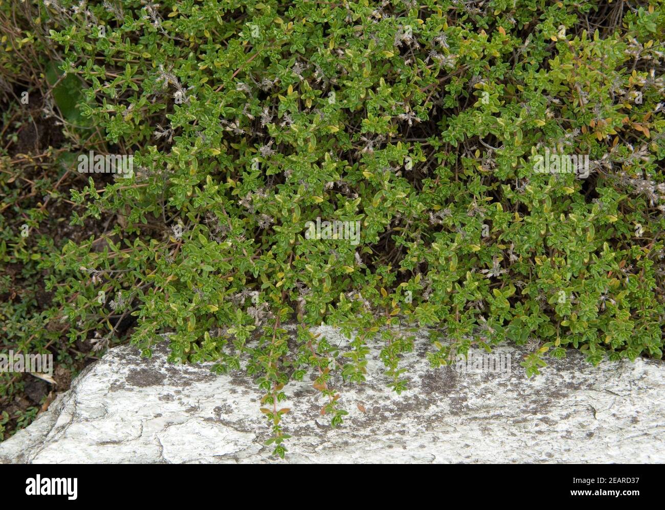 Haengender Zitronenthymian; Thymus serpyllum; Thymus; 'Lemon Curt ...