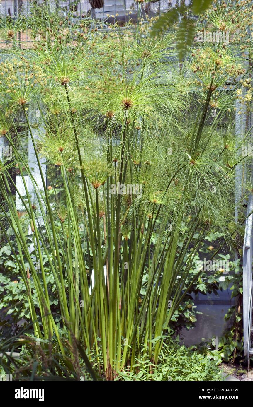 Papyrus Cyperus papyrus Stock Photo - Alamy