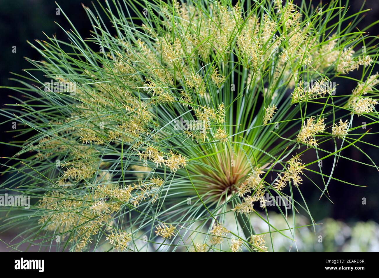 Cyperus papyrus hi-res stock photography and images - Alamy