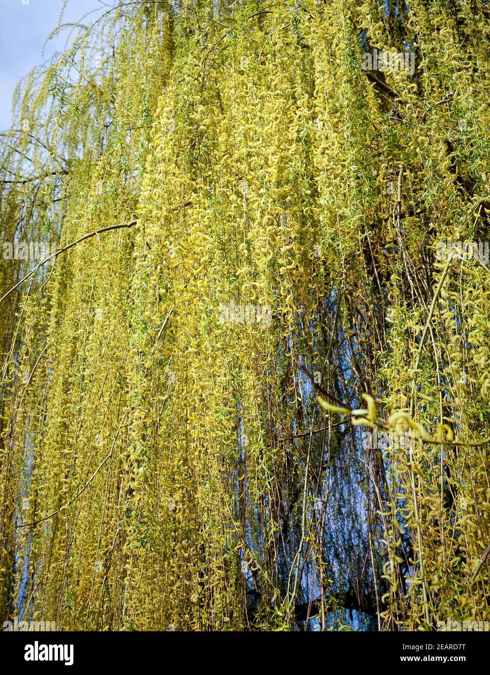 Trauerweiden salix babylonica hi-res stock photography and images - Alamy