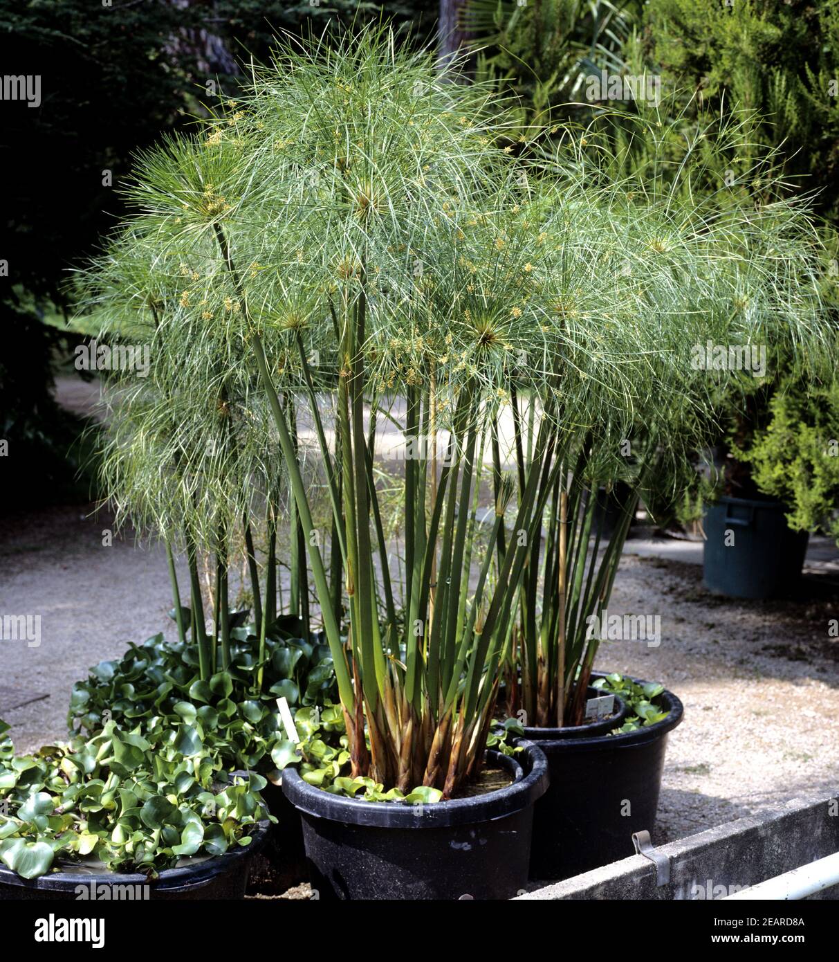 Cyperus papyrus wetland hi-res stock photography and images - Alamy