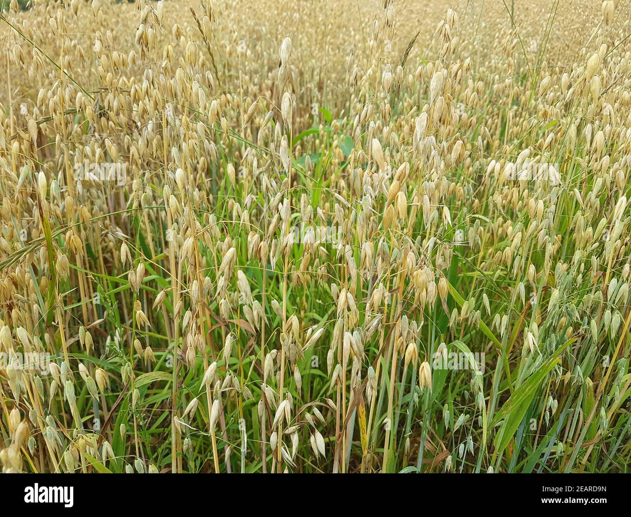 Hafer pflanze hi-res stock photography and images - Alamy
