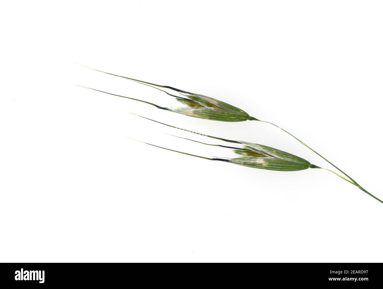 Saat hafer Cut Out Stock Images & Pictures - Alamy