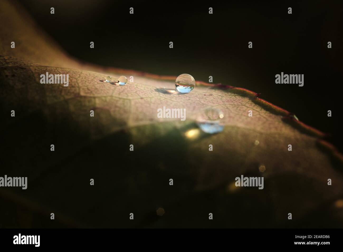 Glimmering Water Droplets on Multicolored Leaf After Rainstorm Stock ...
