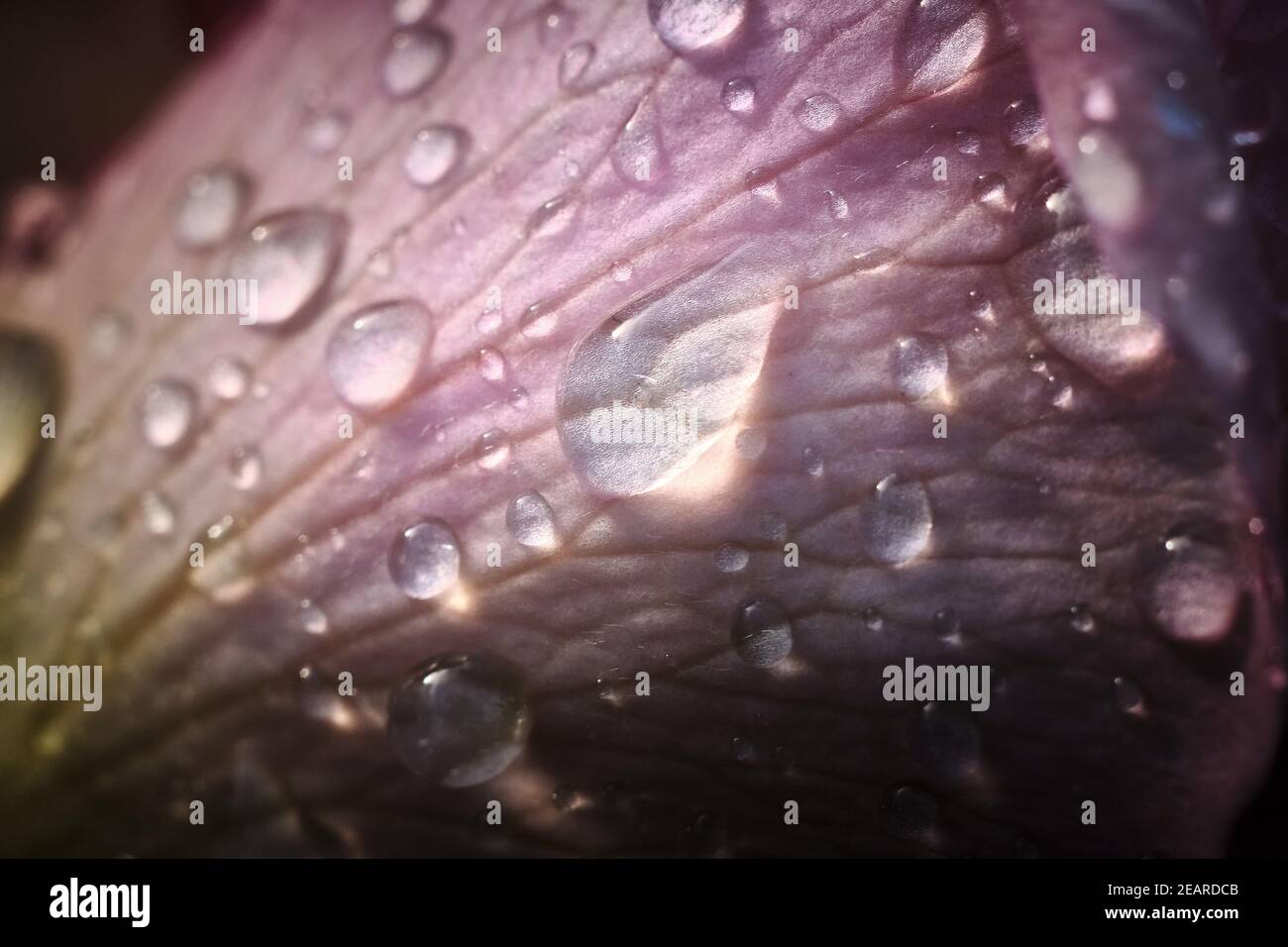 Glimmering Water Droplets on Pink Rose Petal After Rainstorm Stock ...