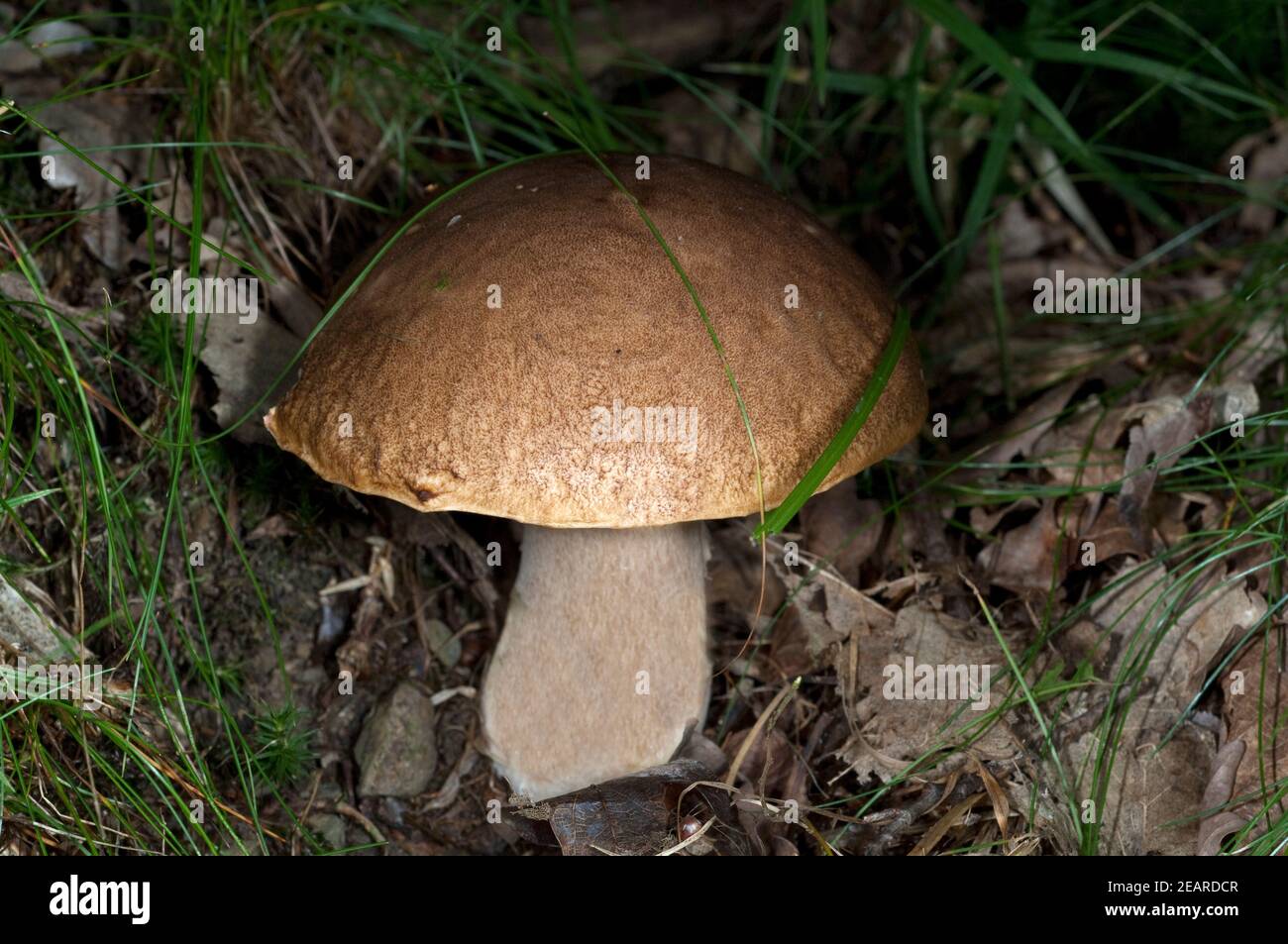 Steinpilz Steinpilze Boletus, edulis Stock Photo - Alamy