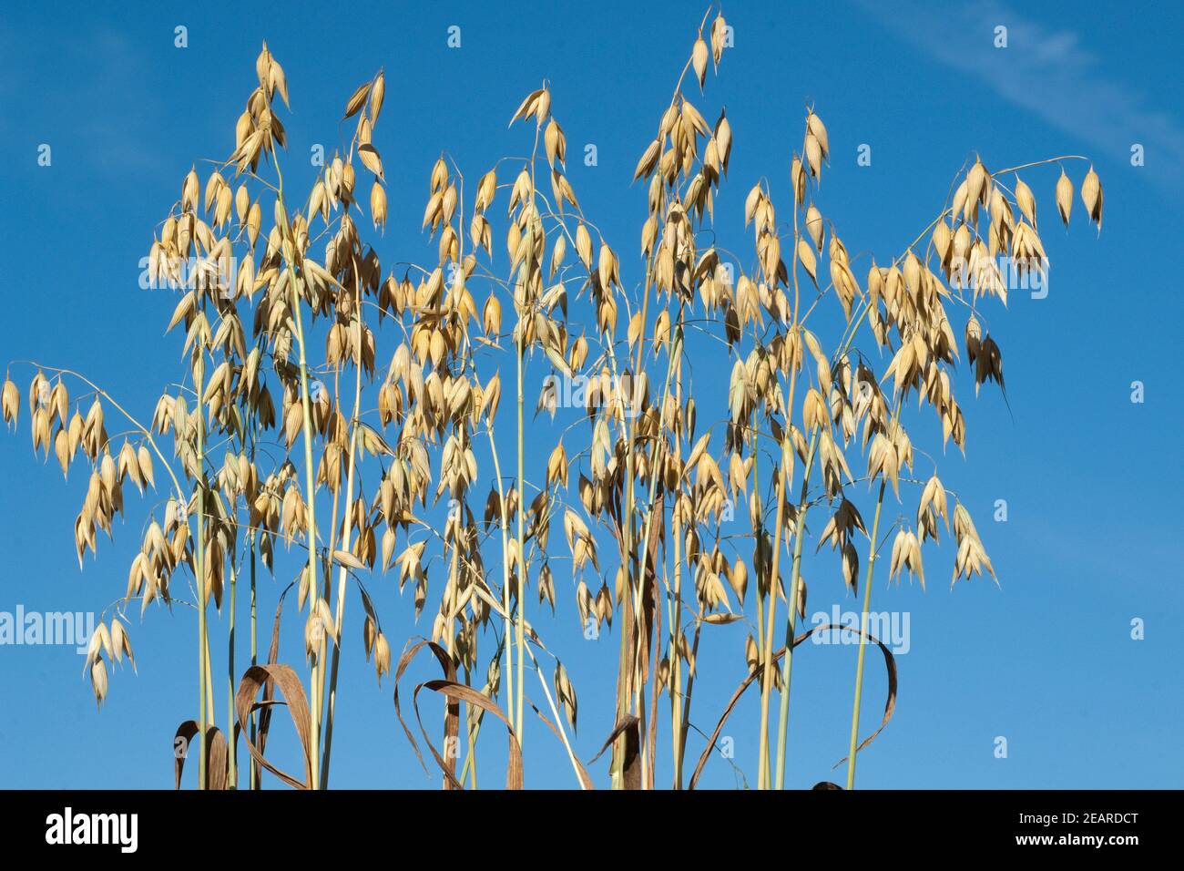 Saat hafer hi-res stock photography and images - Alamy