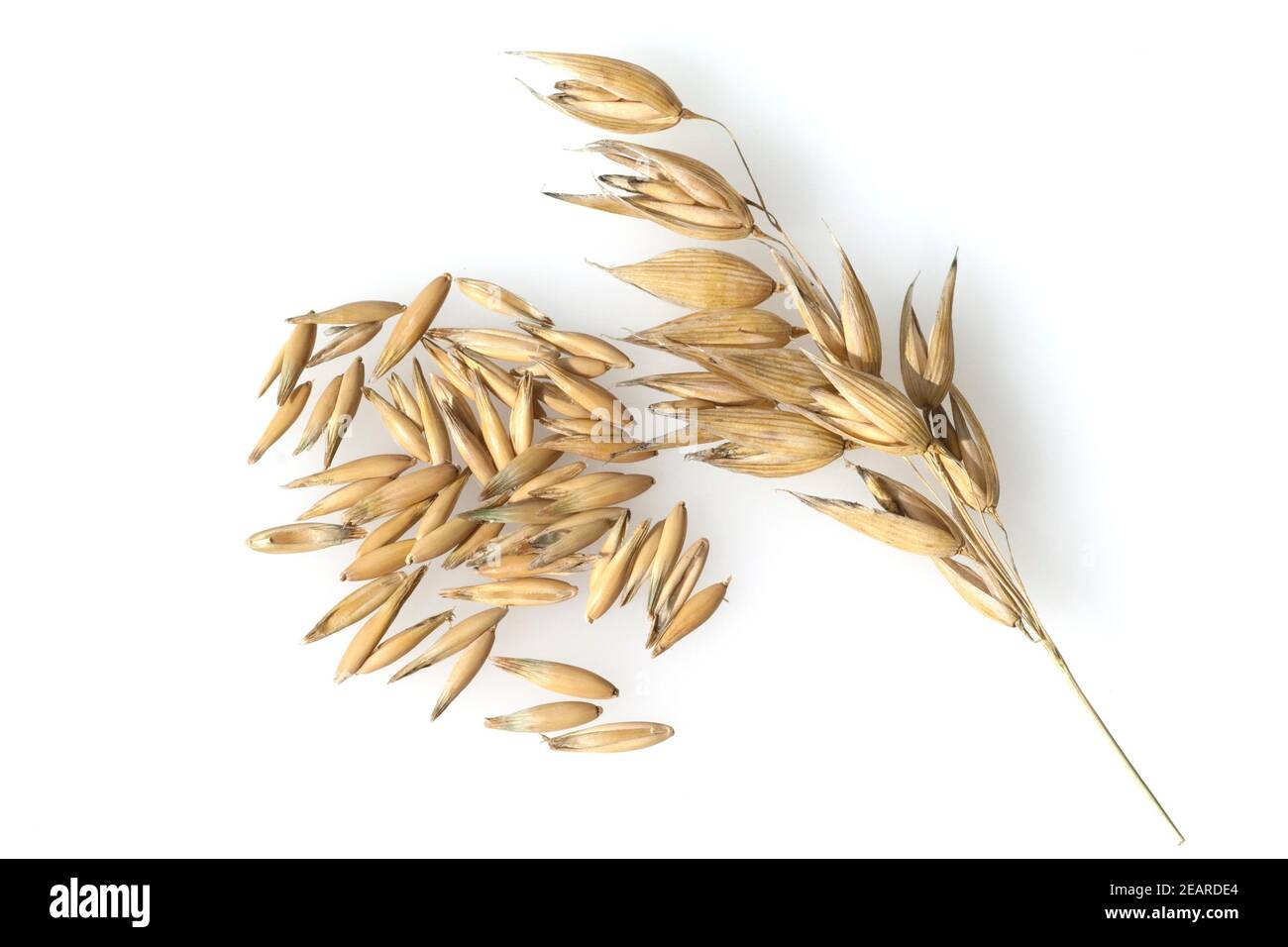 Saat hafer Cut Out Stock Images & Pictures - Alamy