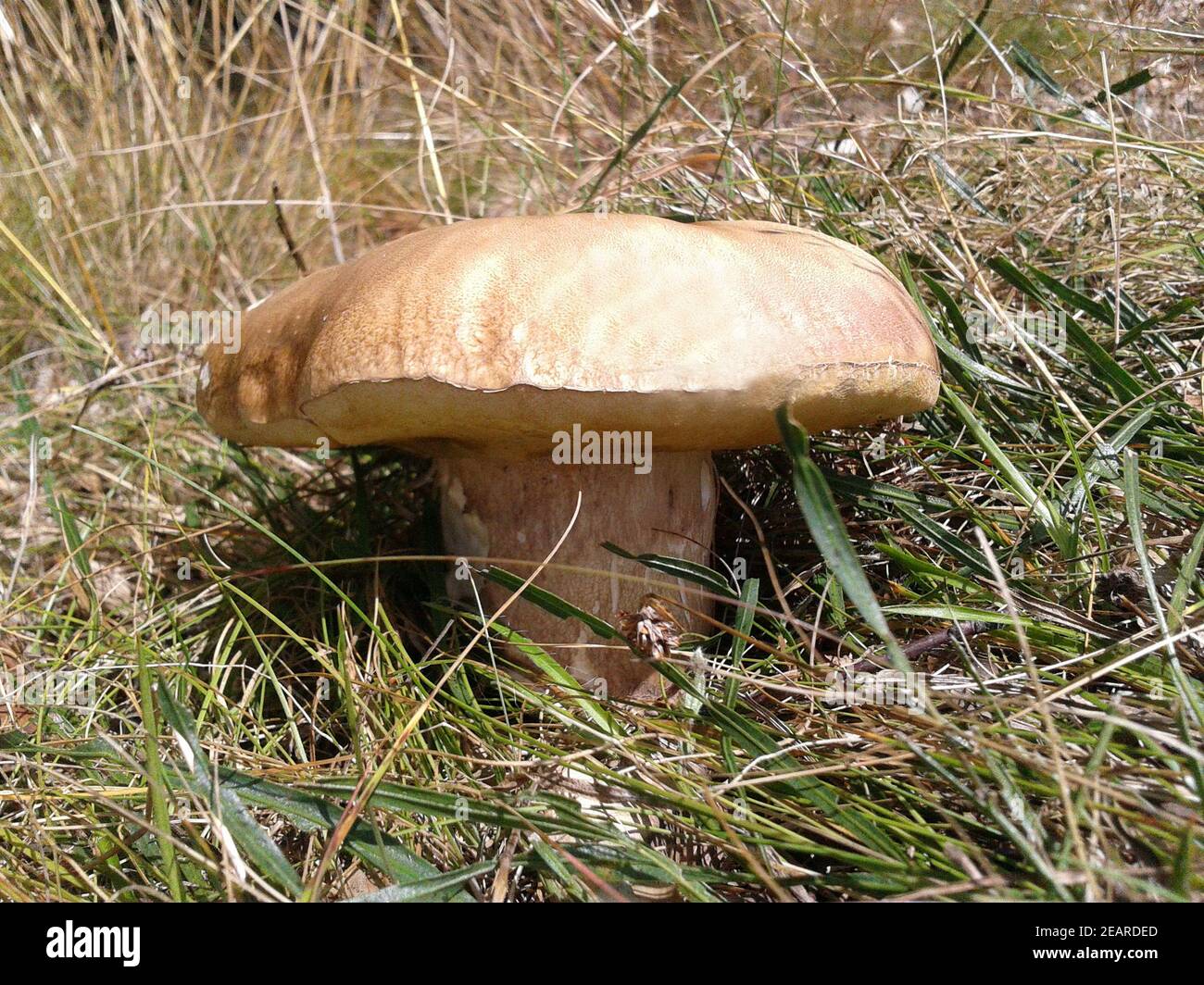 Steinpilz Steinpilze Boletus, edulis Stock Photo - Alamy