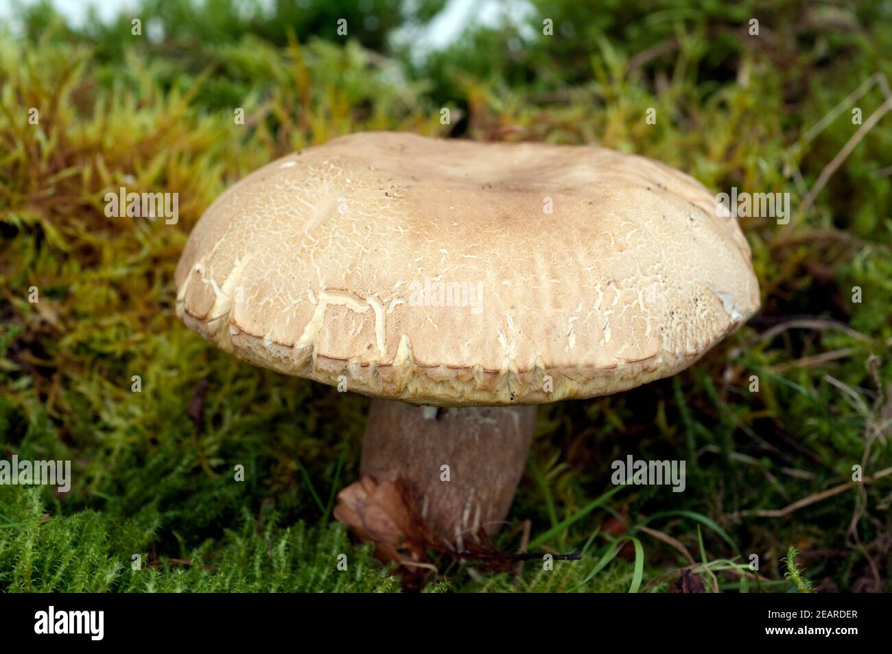 Steinpilz Steinpilze Boletus, edulis Stock Photo - Alamy