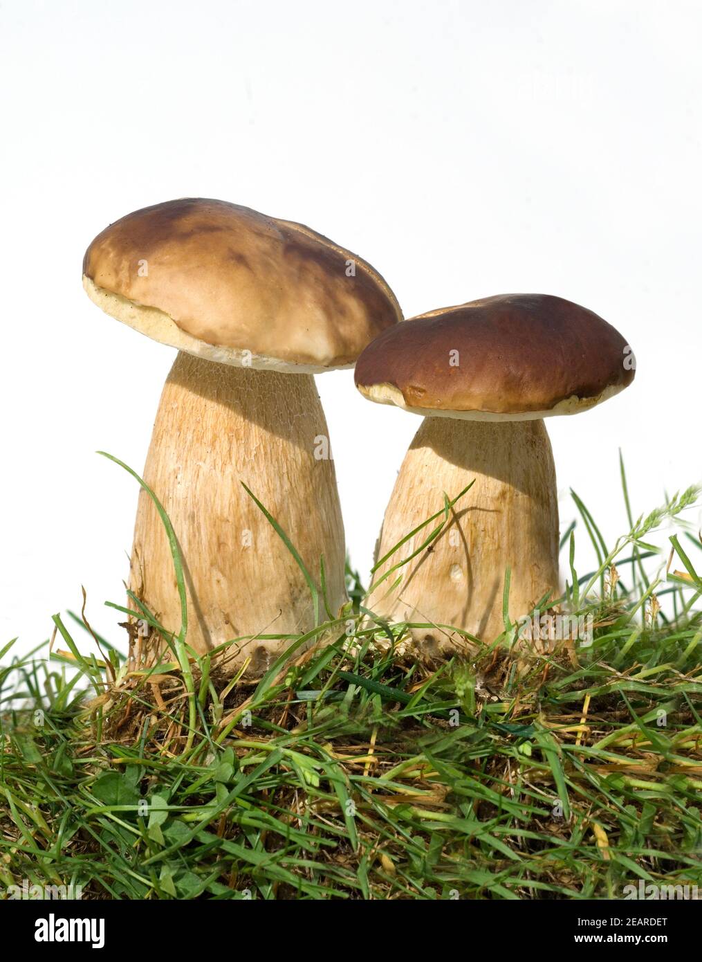 Steinpilze hi-res stock photography and images - Alamy