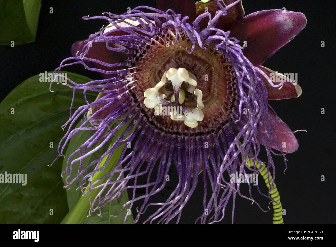 Koenigs-Grenadille; Passionsblume; Passiflora quadrangularis Stock ...