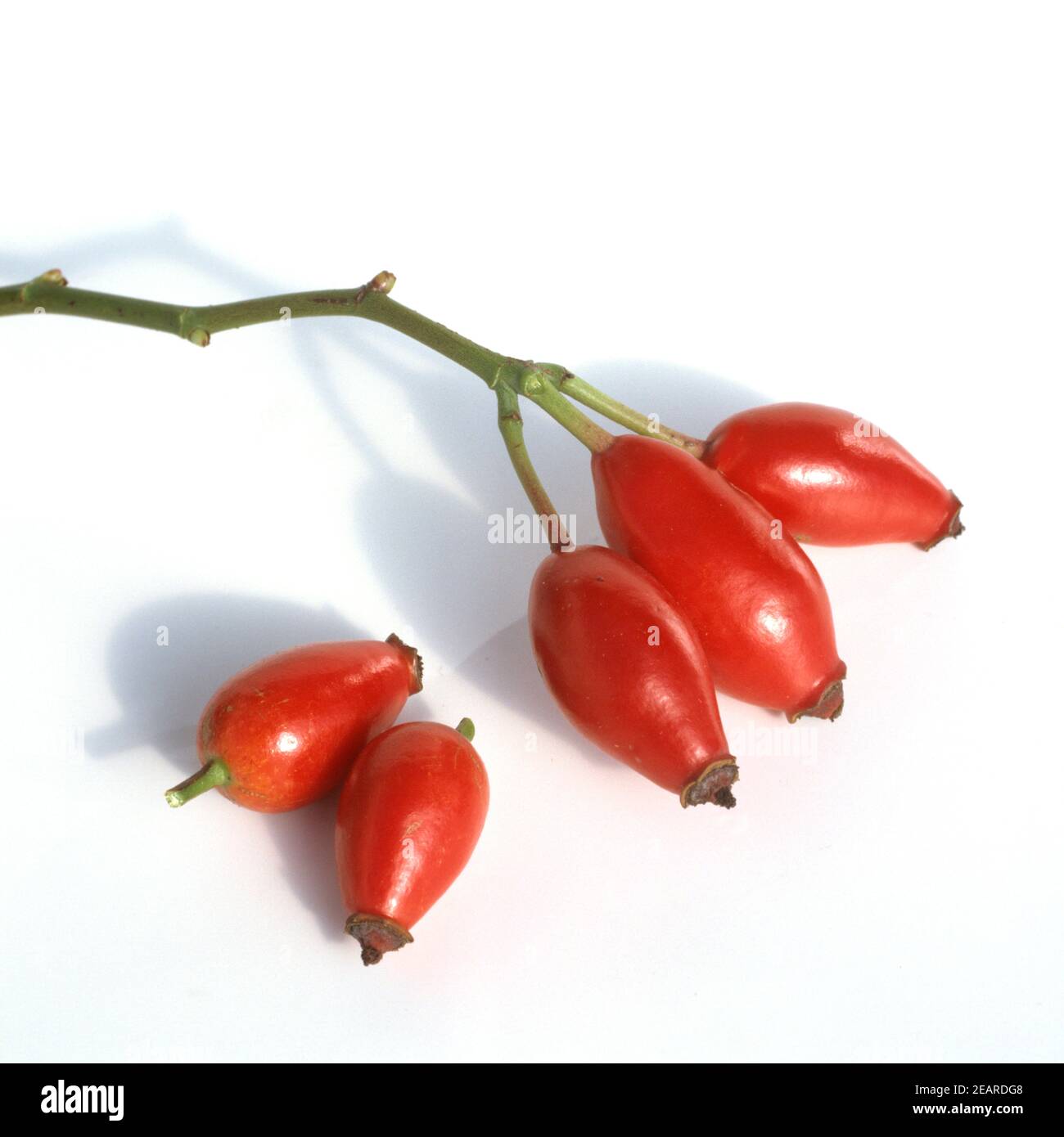 Hagebutten hi-res stock photography and images - Alamy