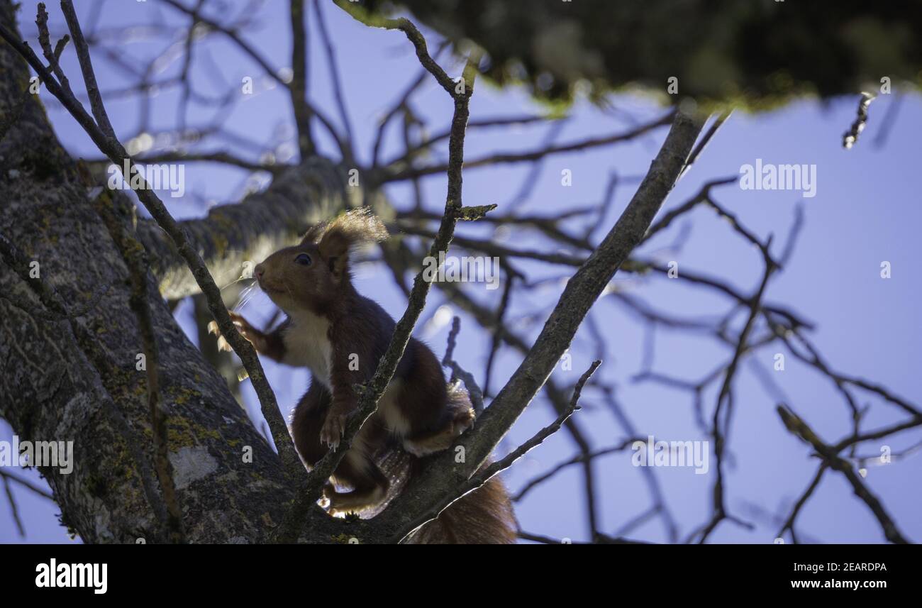 Low angle shot of a squirrel on the tree in spring with blue sky on the ...
