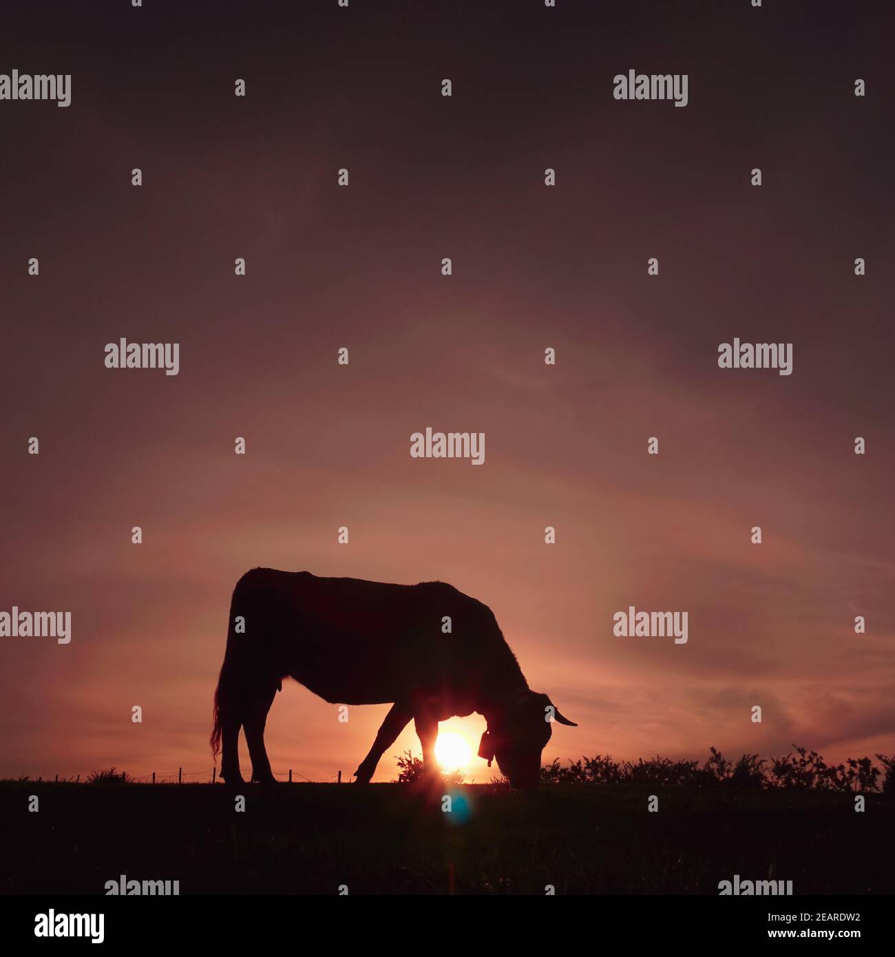 Cow silhouette hi-res stock photography and images - Alamy