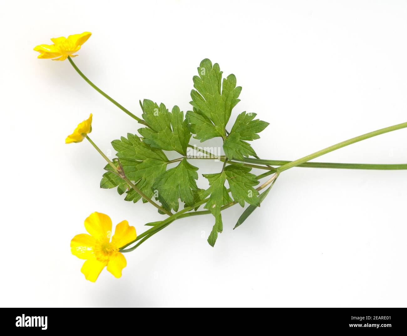 Hahnenfuss, Ranunculus acris Stock Photo - Alamy