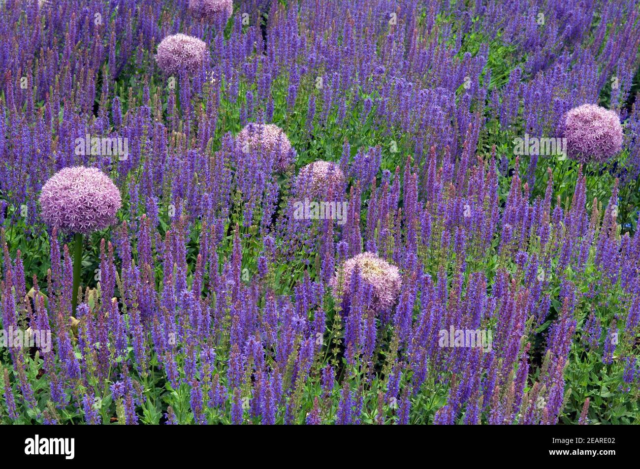 Steppen-Salbei Riesenlauch Stock Photo - Alamy