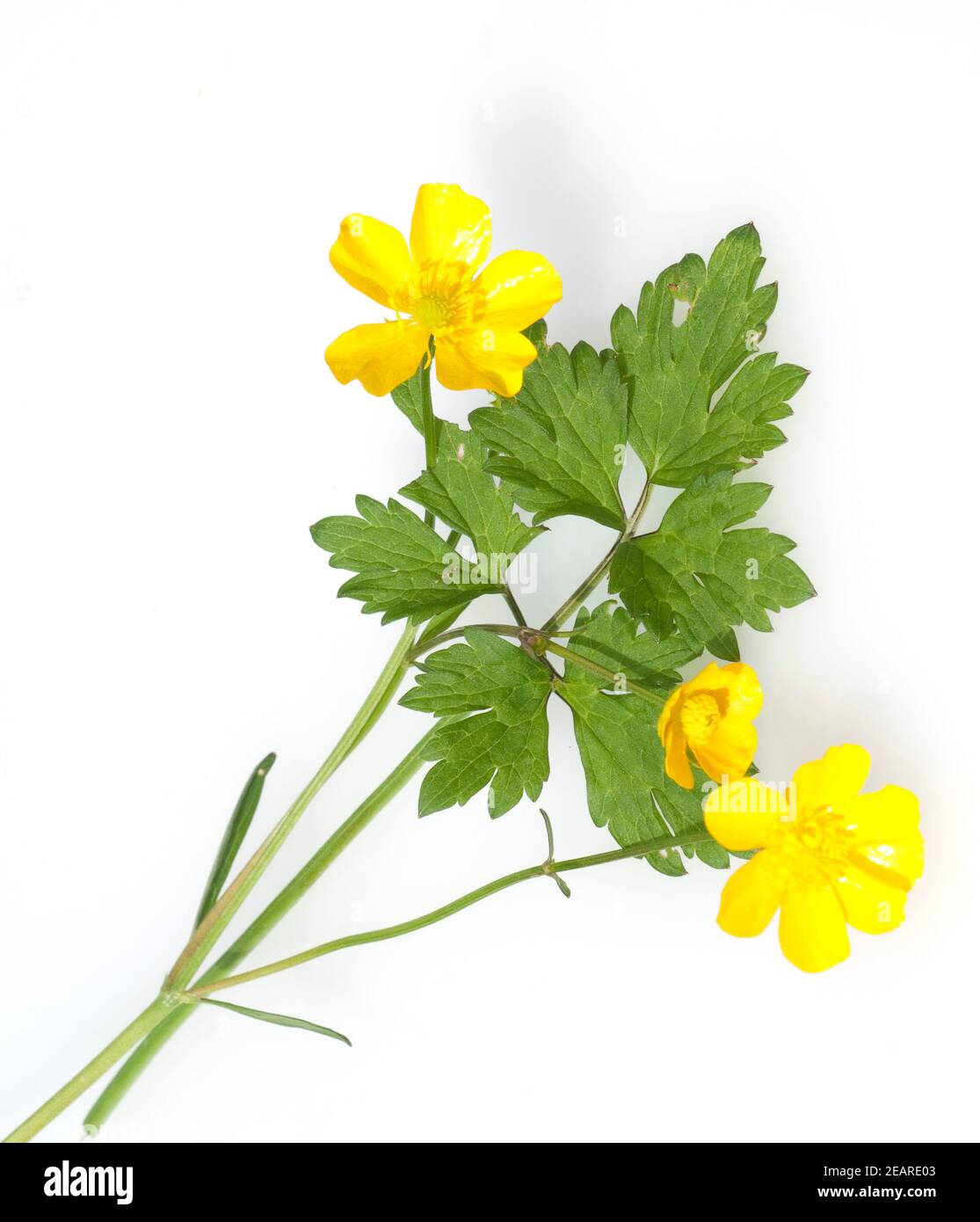 Scharfer hintergrund hi-res stock photography and images - Alamy