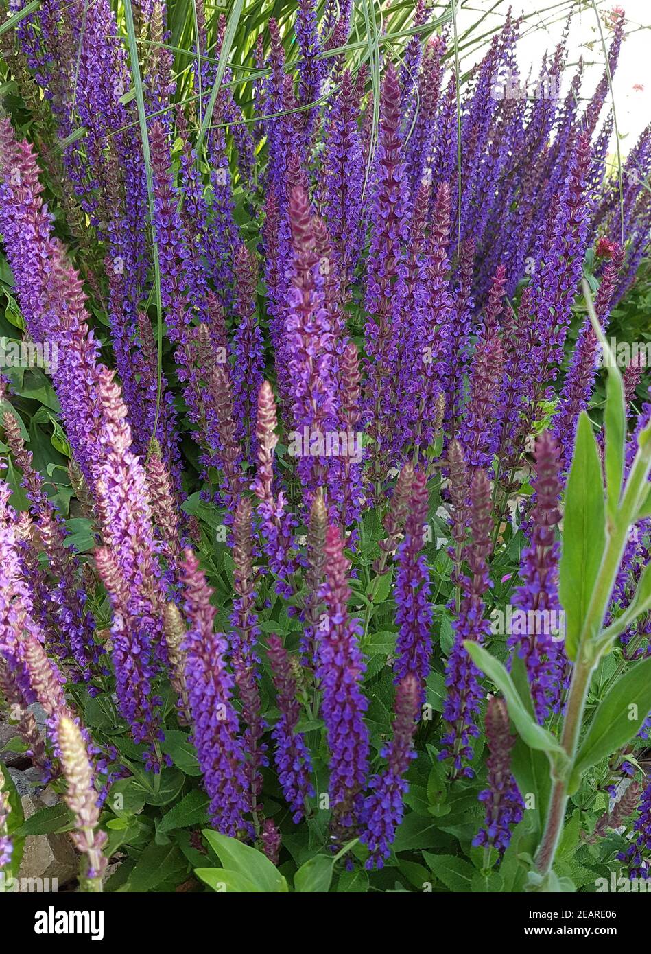 Salvia Nemorosa Ostfriesland High Resolution Stock Photography and ...