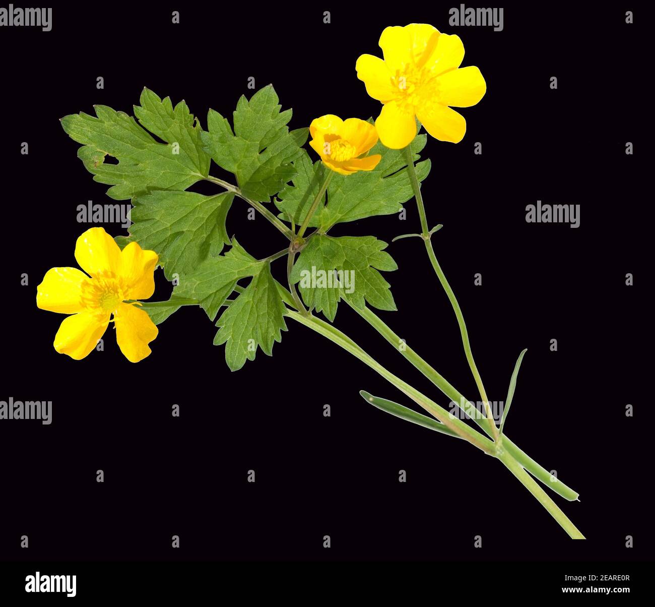 Scharfer hintergrund hi-res stock photography and images - Alamy