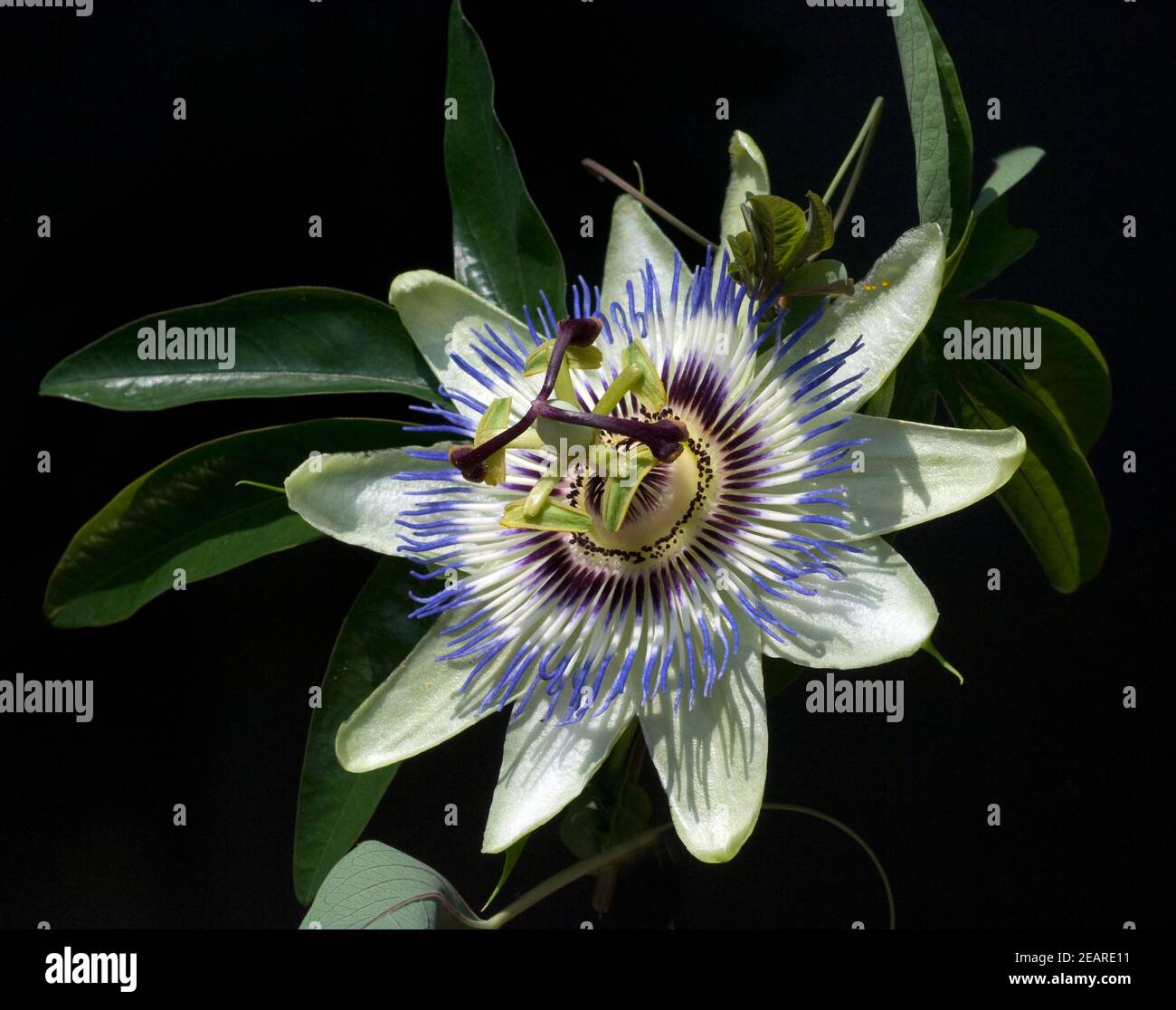 Passiflora caerulea passifloraceae hi-res stock photography and images ...