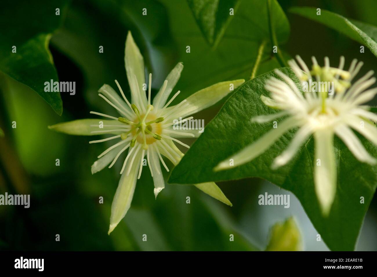 Passiflora capsularis hi-res stock photography and images - Alamy