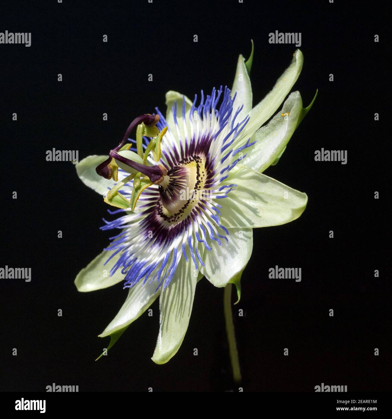 Passionsblume Passiflora, caerulea Stock Photo - Alamy
