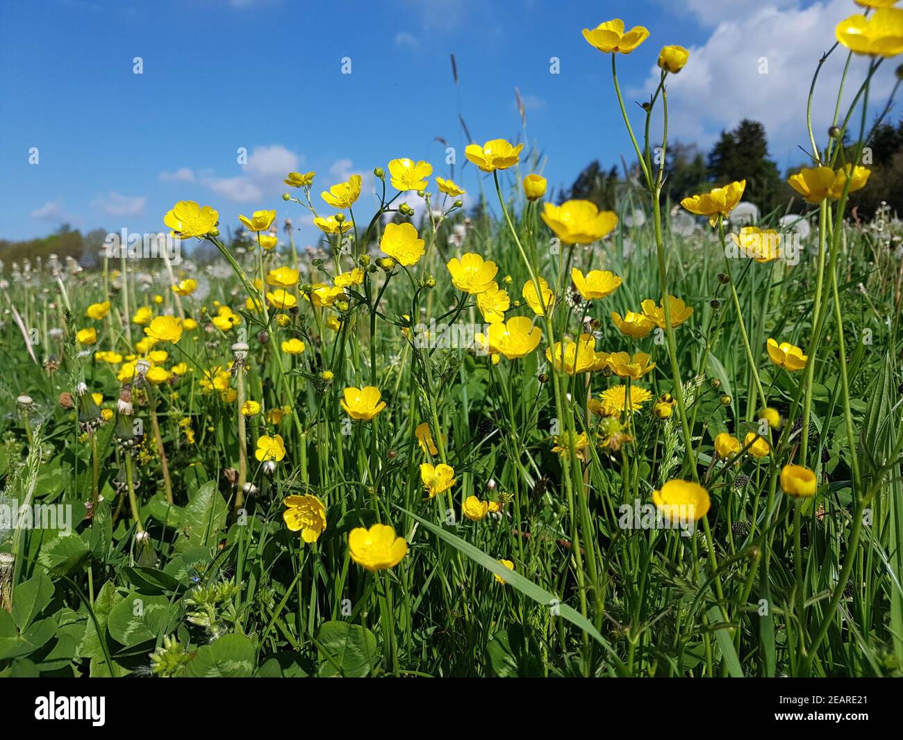 Ranunculus acris garden hi-res stock photography and images - Alamy