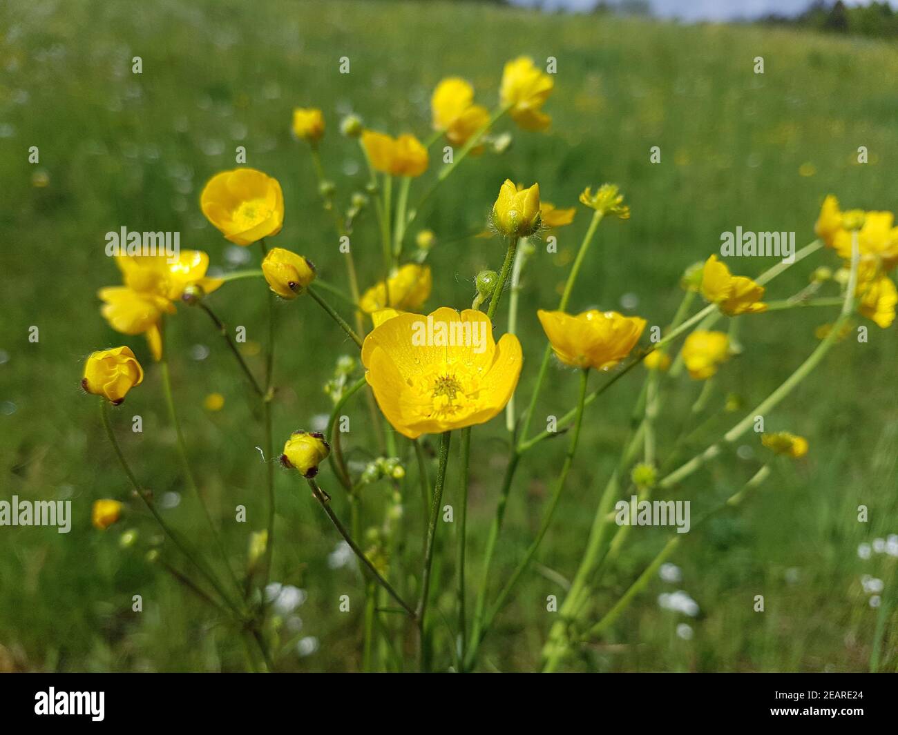 Ranunculus acris garden hi-res stock photography and images - Alamy