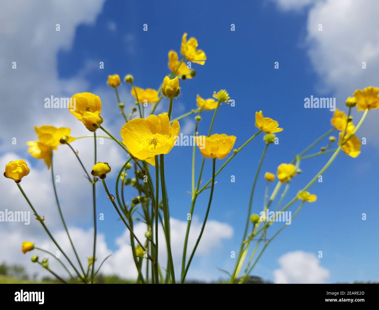 Ranunculus acris garden hi-res stock photography and images - Alamy