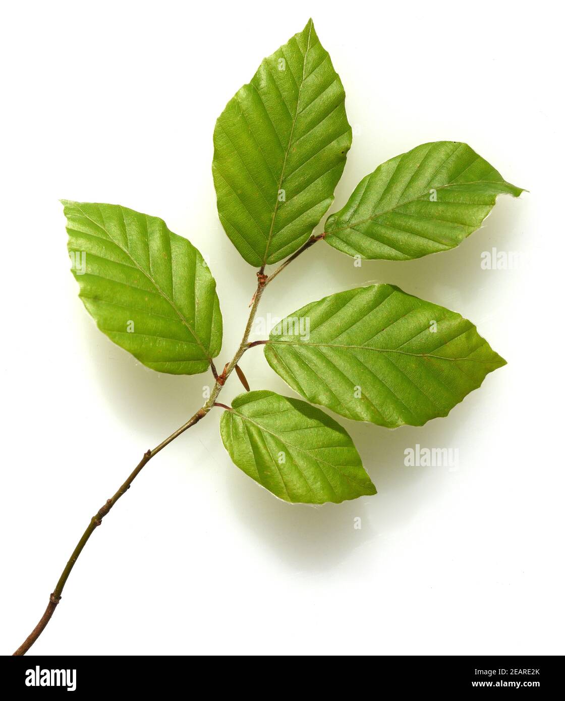 Hainbuche, Carpinus, betulus Stock Photo - Alamy