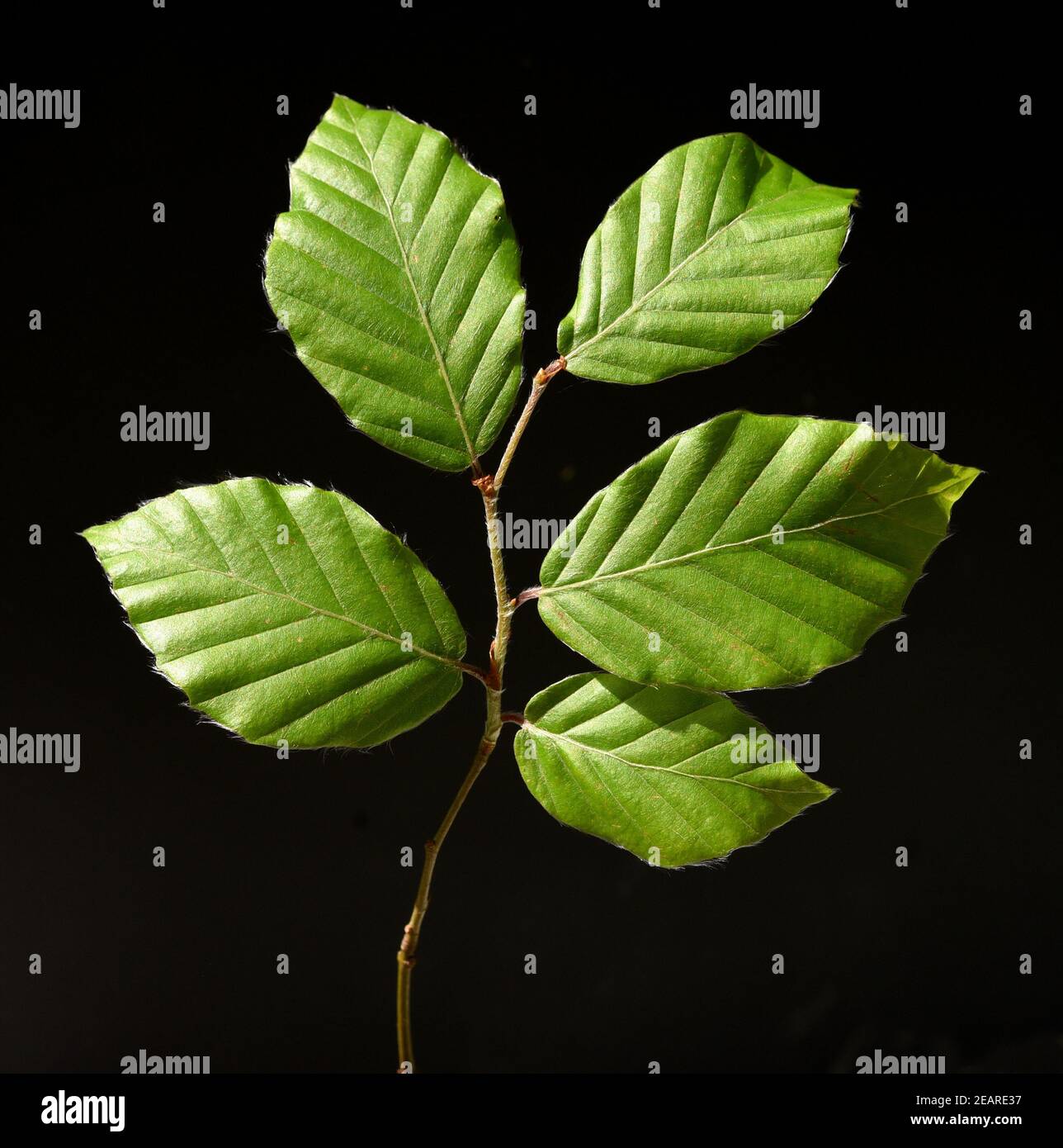 Hainbuche carpinus betulus hi-res stock photography and images - Alamy