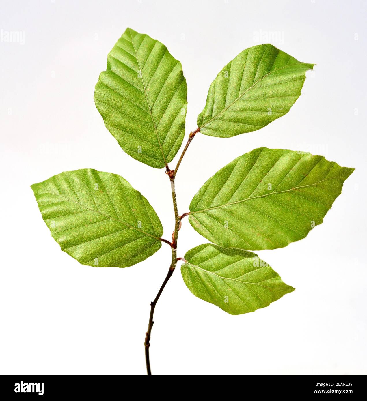Hainbuche carpinus betulus hi-res stock photography and images - Alamy