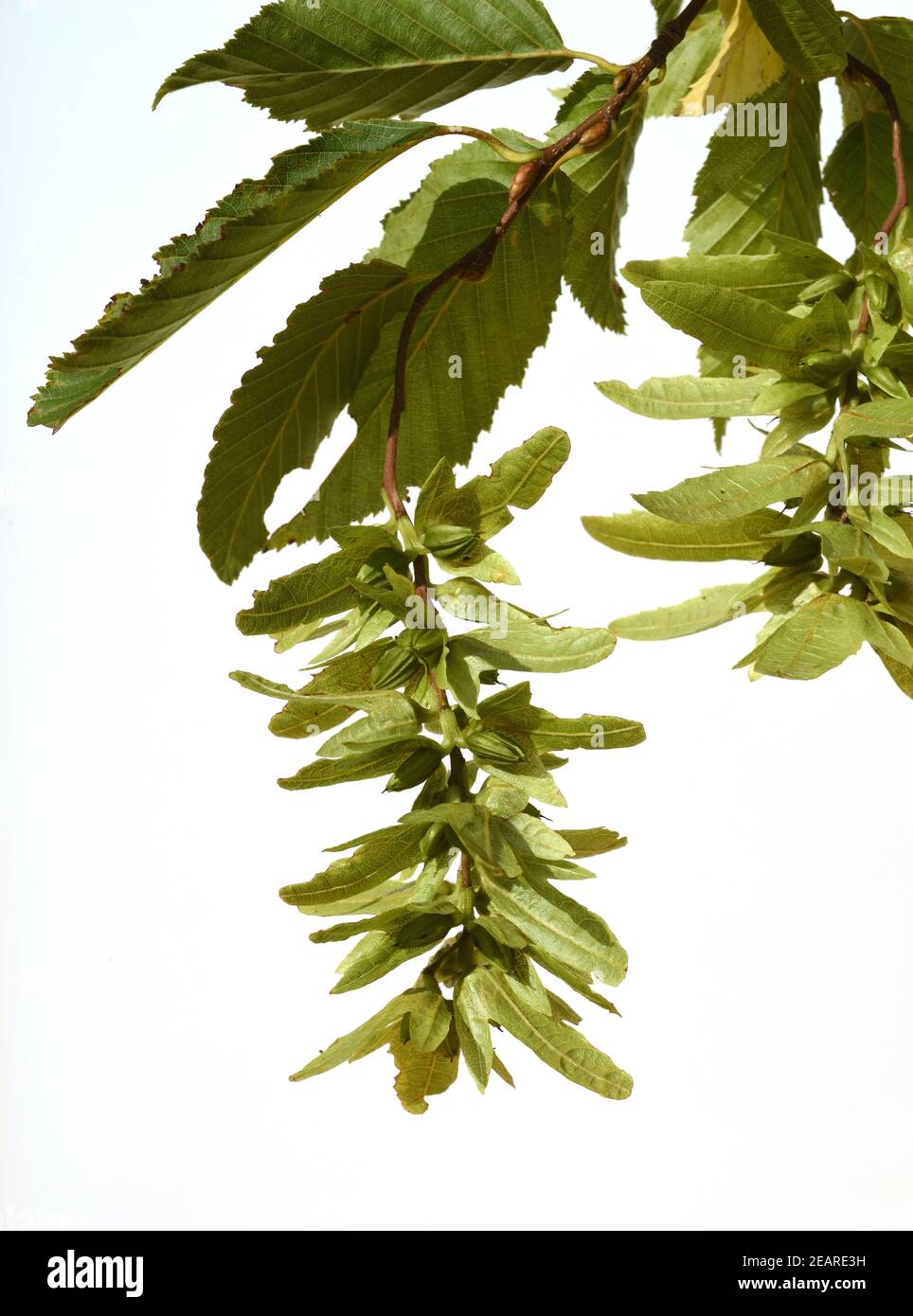 Hainbuche, Carpinus, betulus, Samen Stock Photo - Alamy