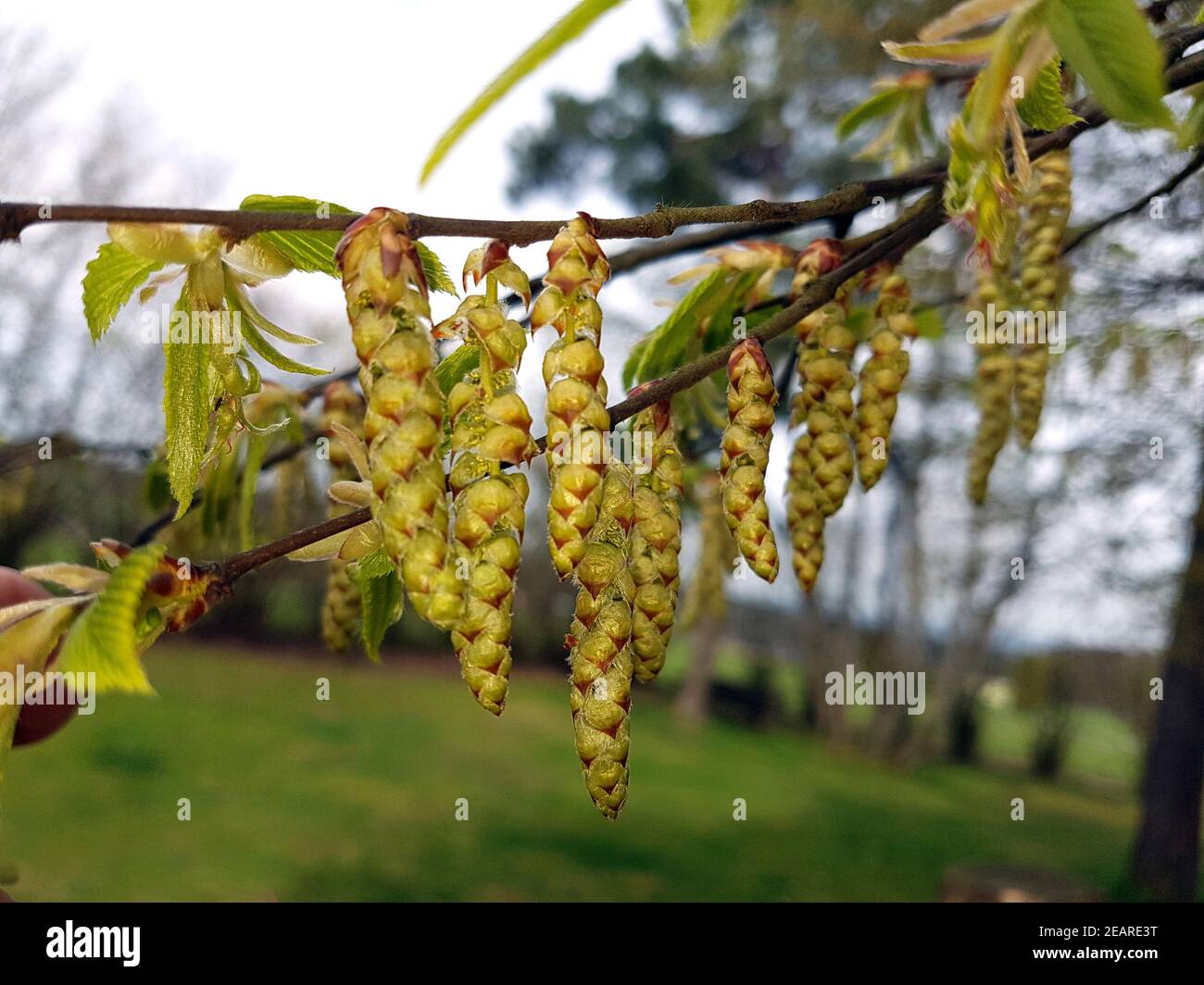 Hainbuchenkaetzchen hi-res stock photography and images - Alamy