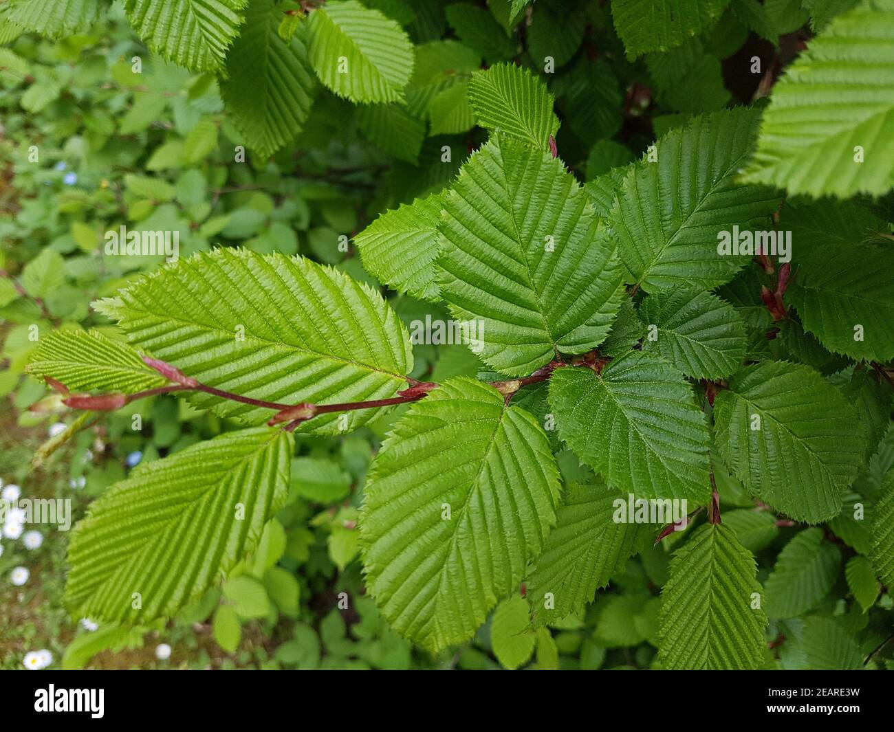Hainbuchenblaetter, Hainbuche, Carpinus betulus Stock Photo - Alamy