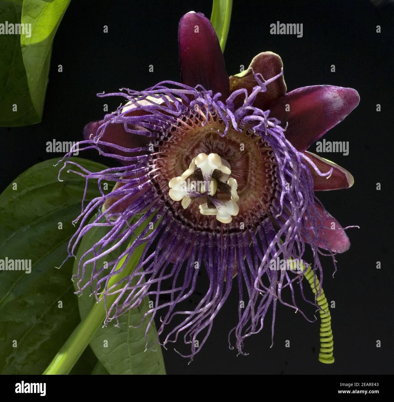 Passiflora Quadrangularis High Resolution Stock Photography and Images ...