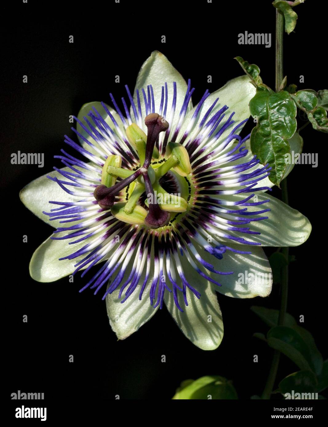 Passionsblume; Passiflora caerulea Stock Photo - Alamy