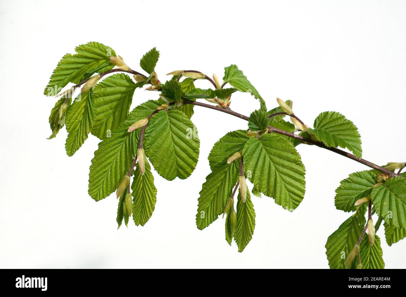 Hainbuche hi-res stock photography and images - Alamy