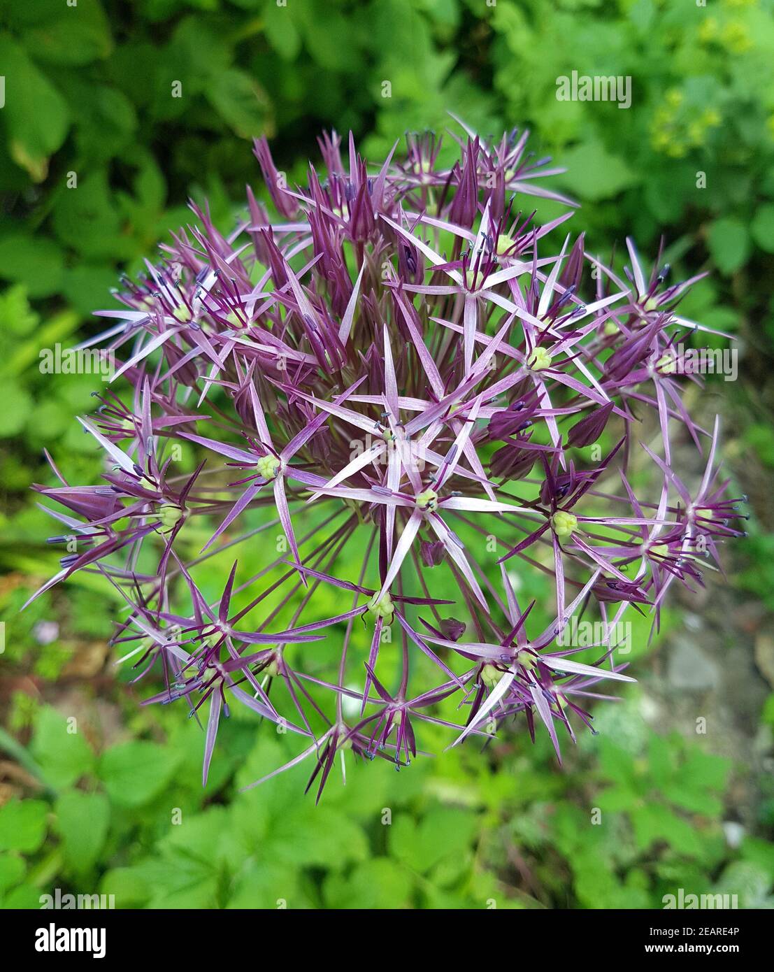 Sternkugel lauch hi-res stock photography and images - Alamy
