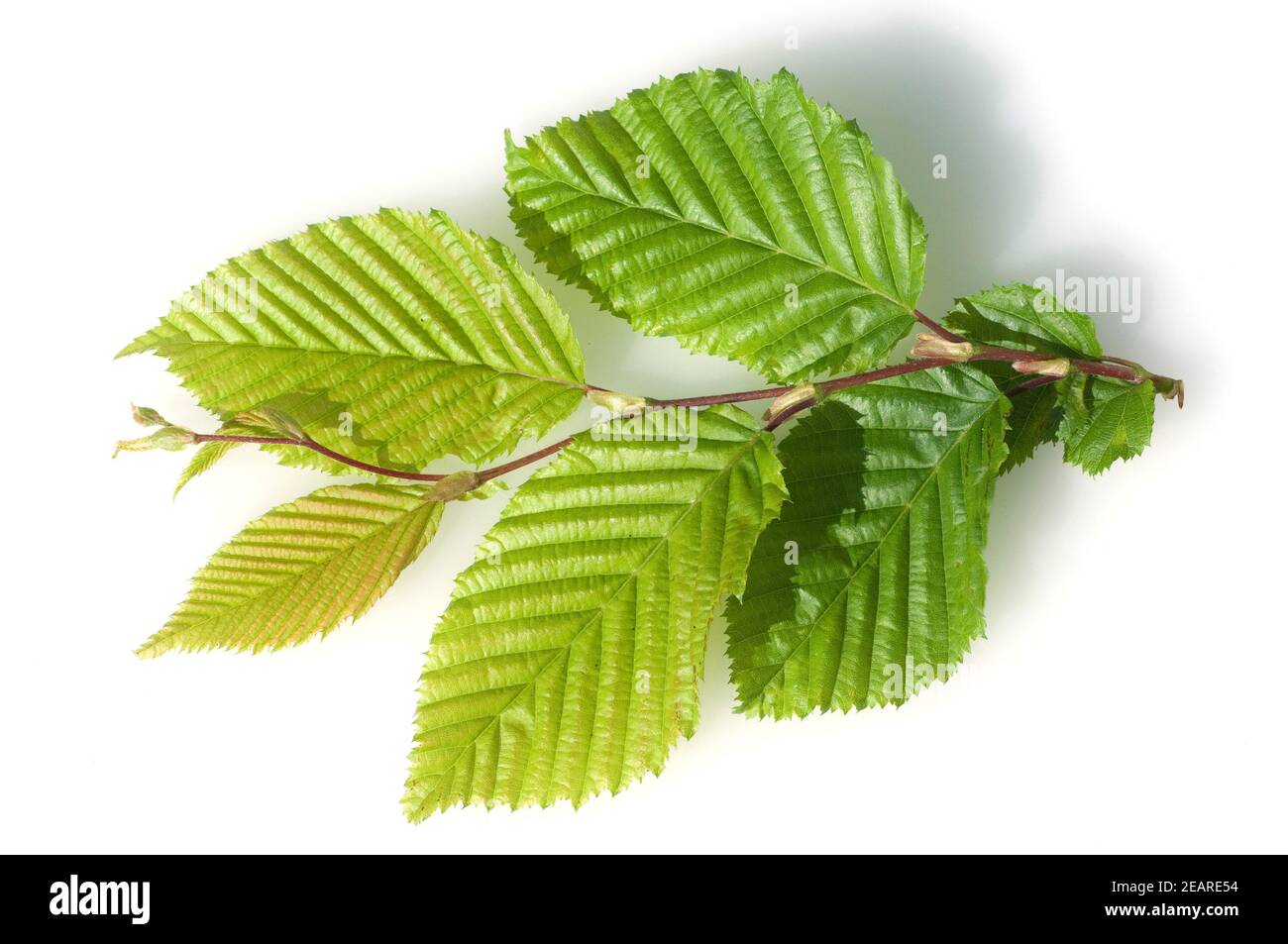 Hainbuchenblaetter hi-res stock photography and images - Alamy