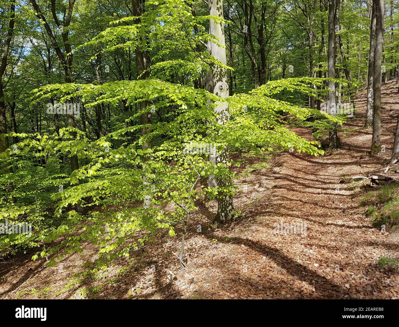 Hainbuchenwald, Hainbuche, Carpinus betulus Stock Photo - Alamy