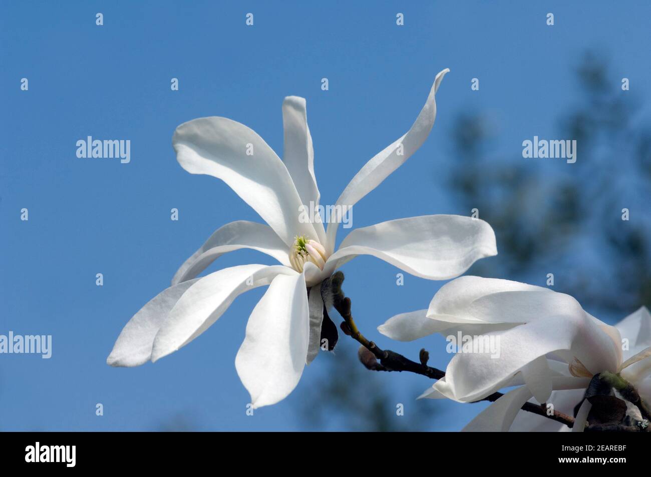 Zierbaum hi-res stock photography and images - Alamy