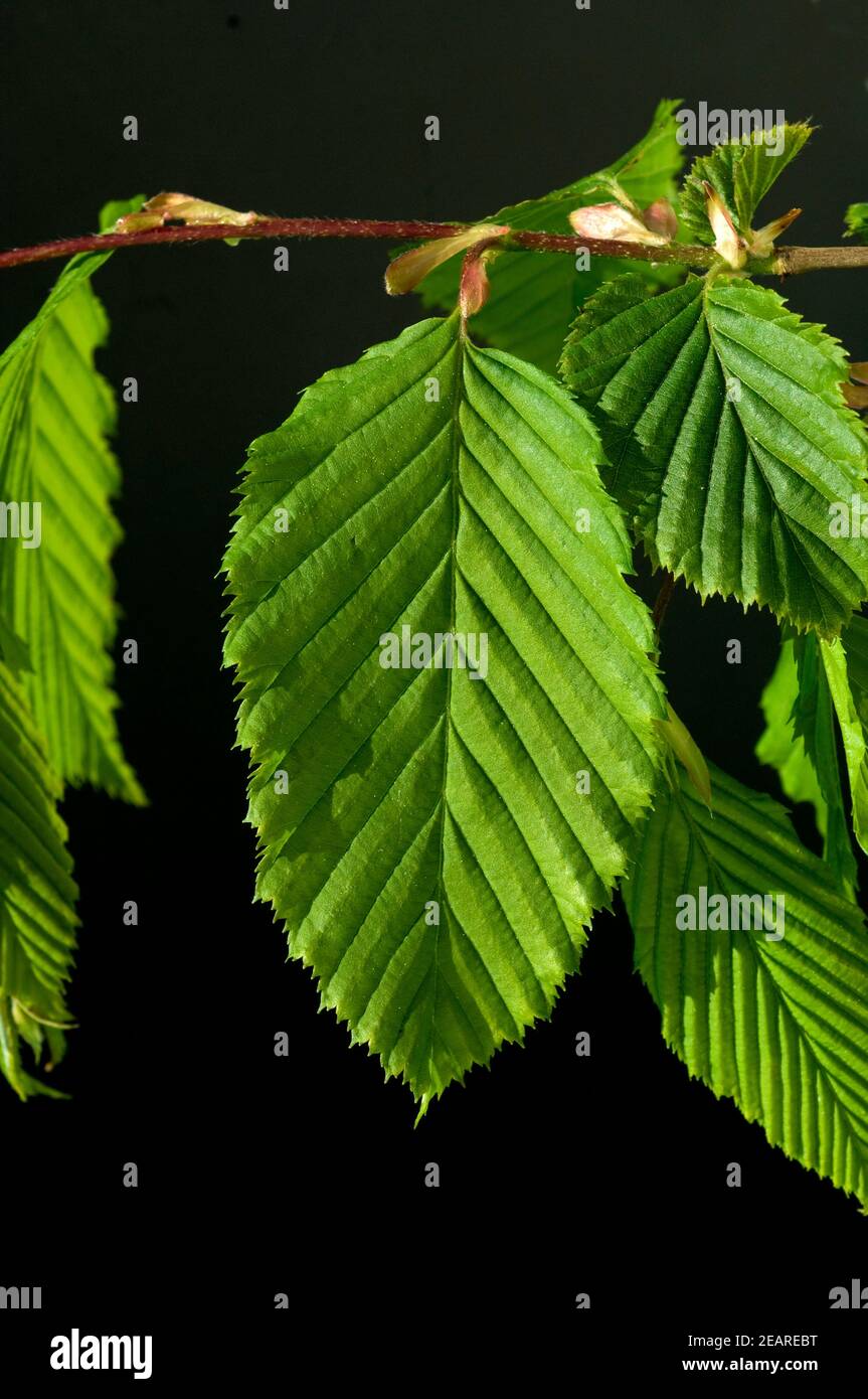 Hainbuchenblaetter hi-res stock photography and images - Alamy