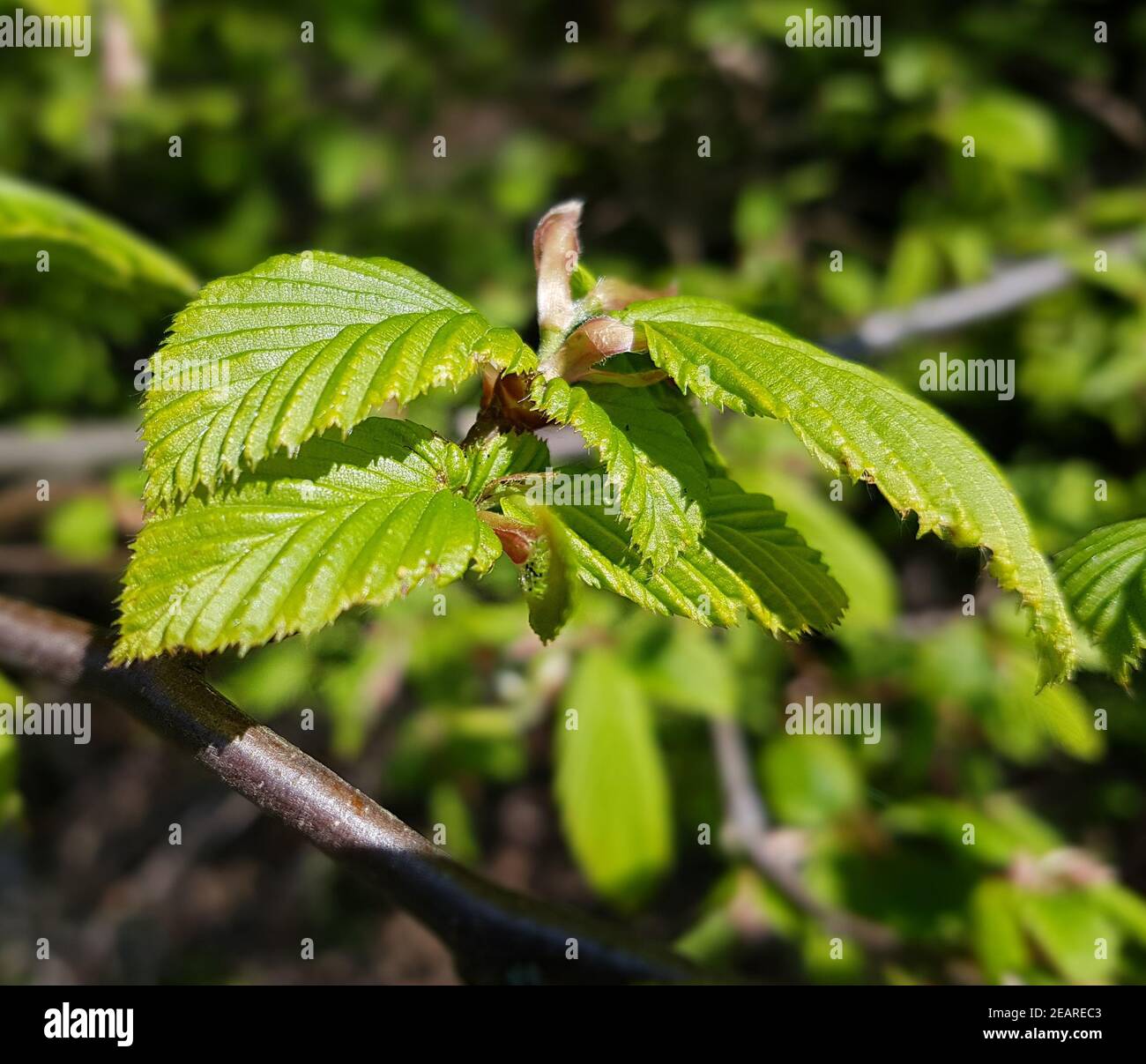 Hainbuchenblatt, Hainbuche, Carpinus betulus Stock Photo - Alamy
