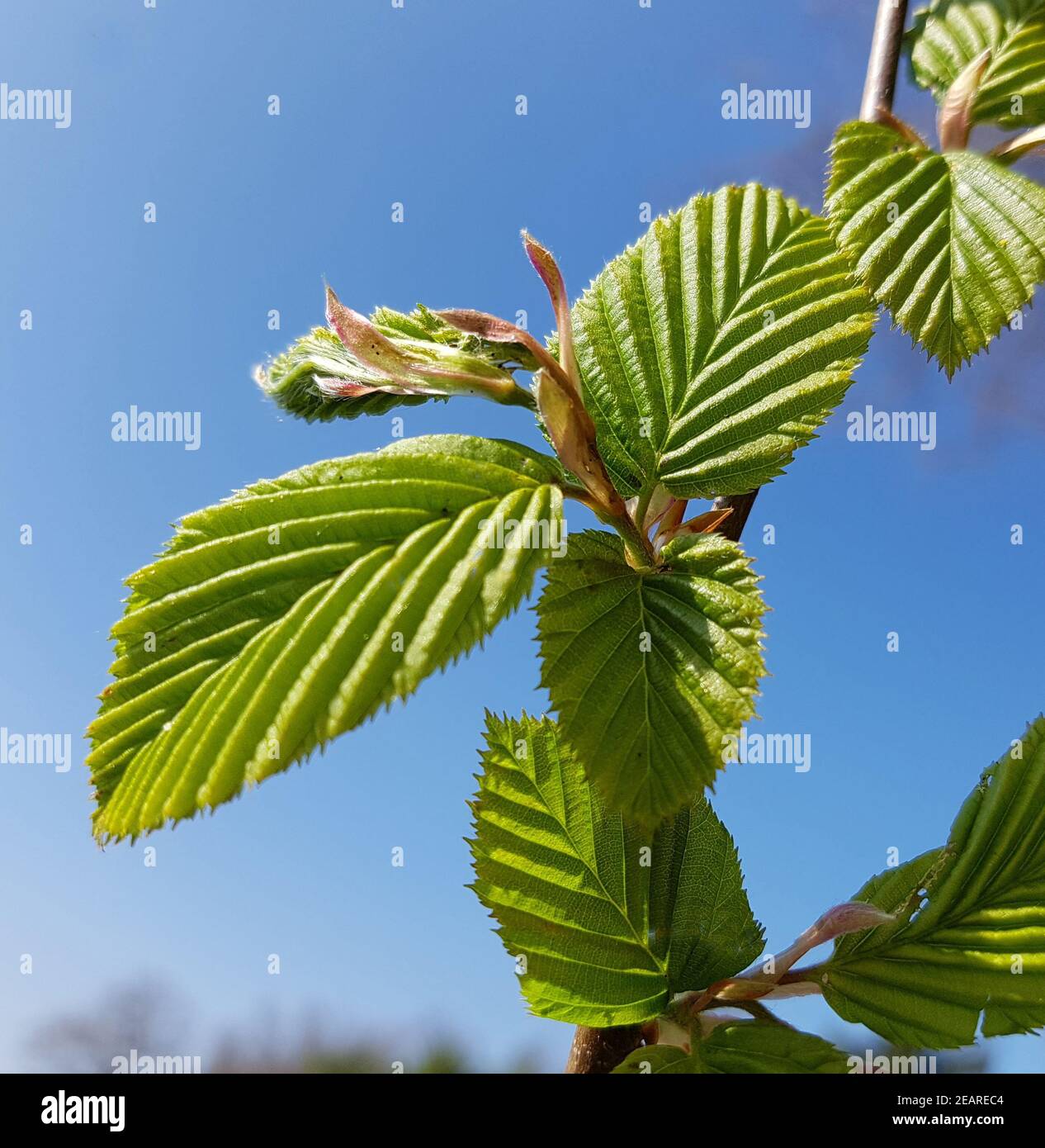 Hainbuchenblatt, Hainbuche, Carpinus betulus Stock Photo - Alamy