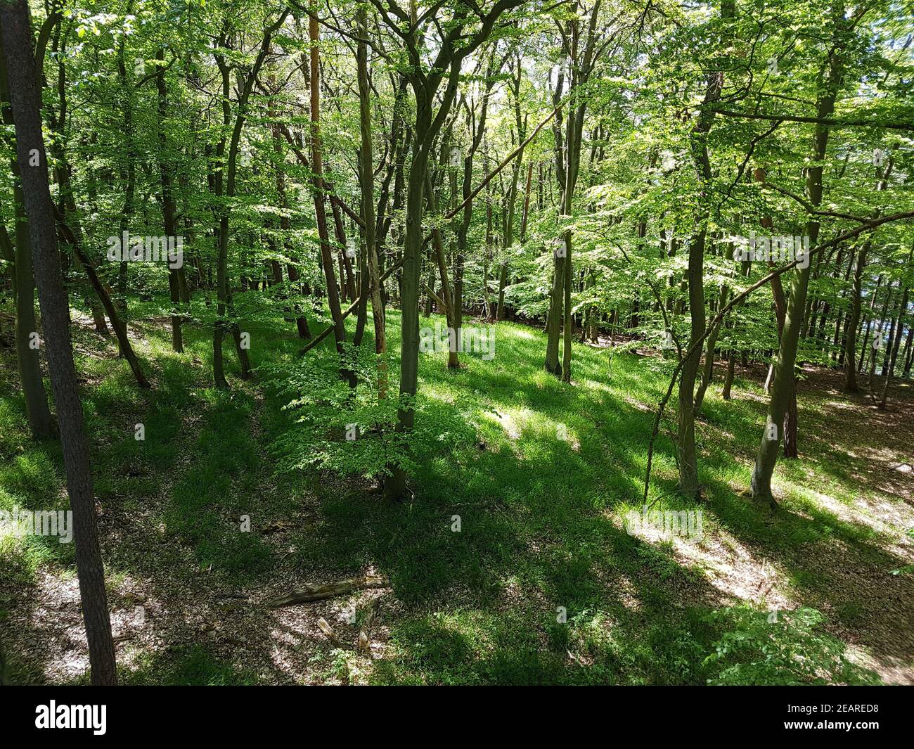 Hainbuchenwald, Hainbuche, Carpinus betulus Stock Photo - Alamy