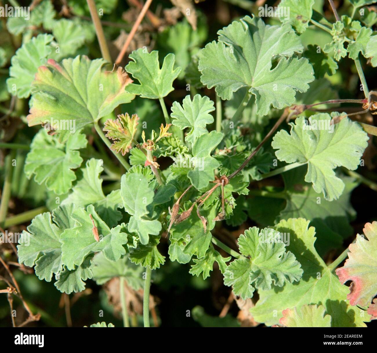 Muskat pelargonium hi-res stock photography and images - Alamy
